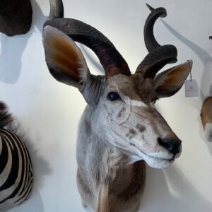 Bestel dierenkoppen online bij Skintouch in België